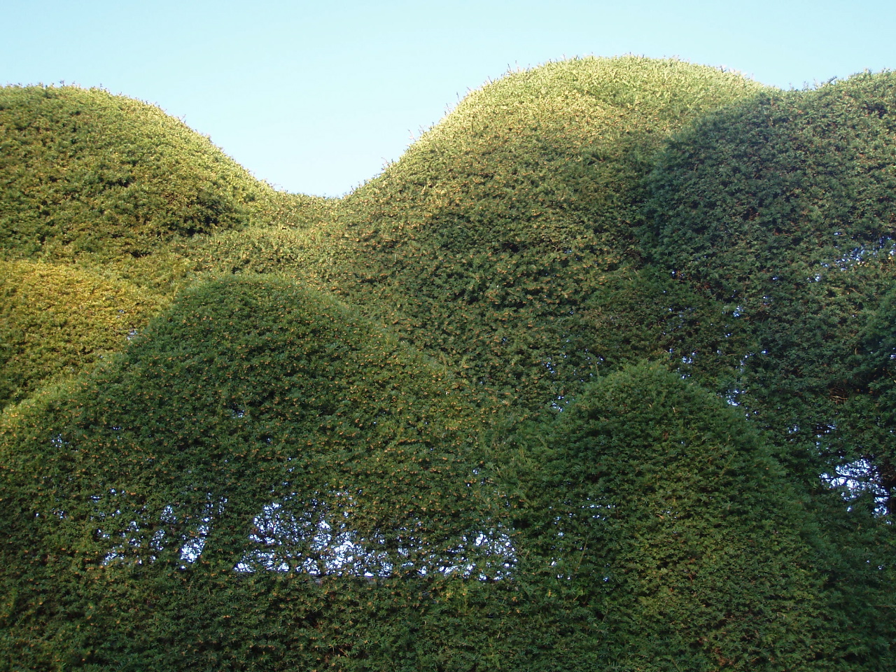 Benham Valence, Marlborough - Tree Parts - Planning Tree and Ecology ...