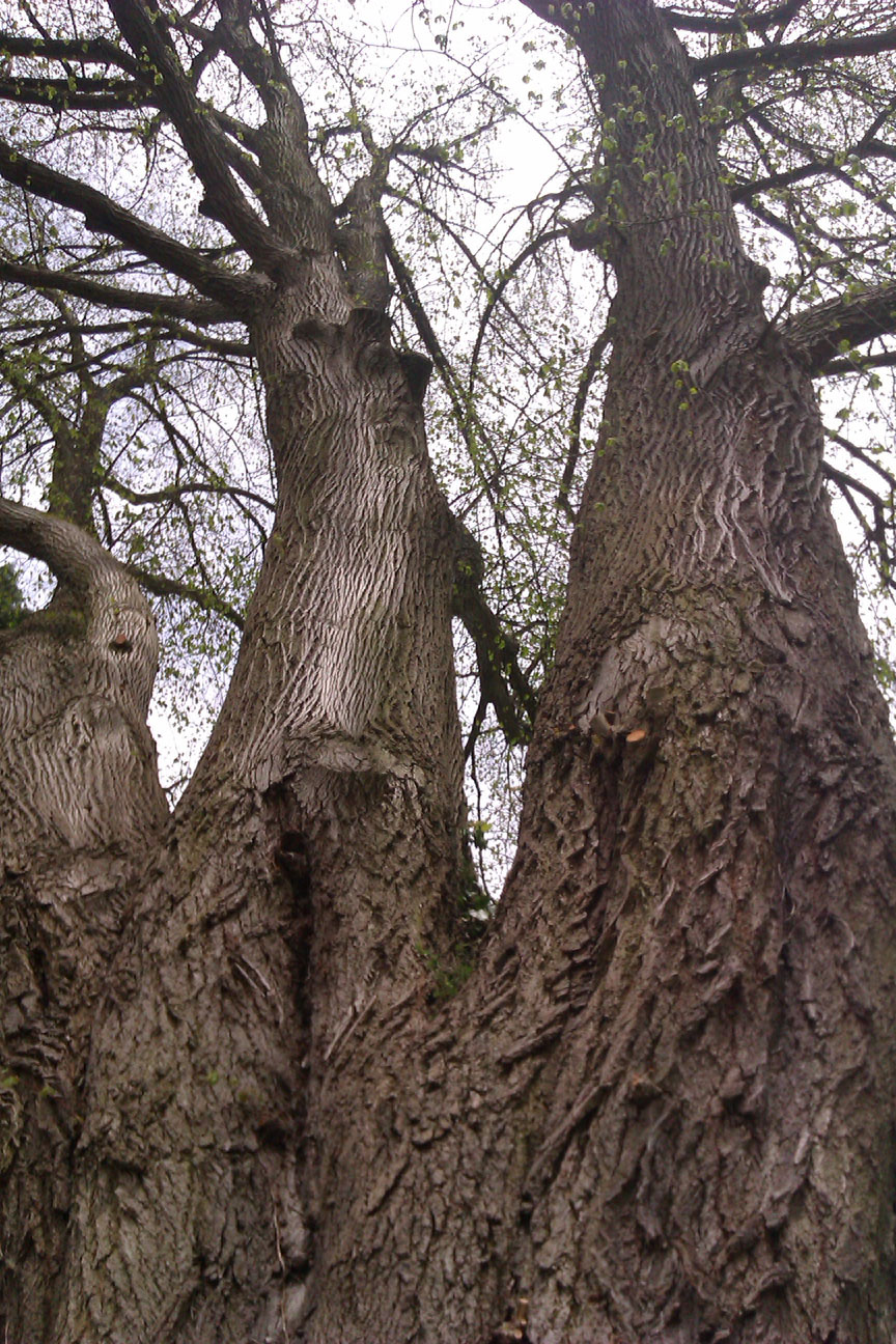 St Catherine's Court - Tree Parts - Planning Tree and Ecology Solutions ...